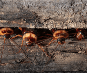 Cockroaches: Prehistoric Pests of the Here and Now | Bust-A-Bug